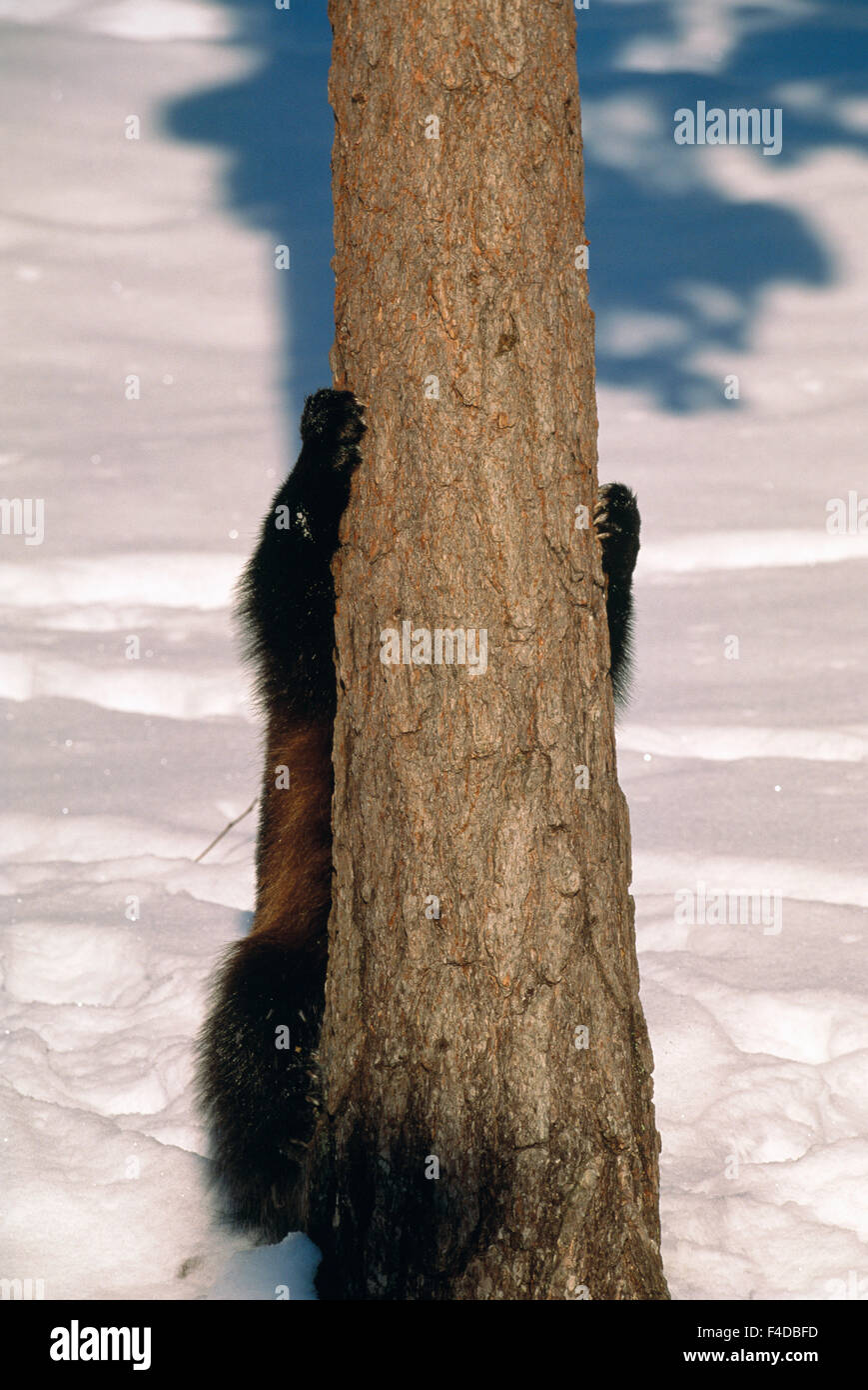 Wolverine climbing tree hi-res stock photography and images - Alamy