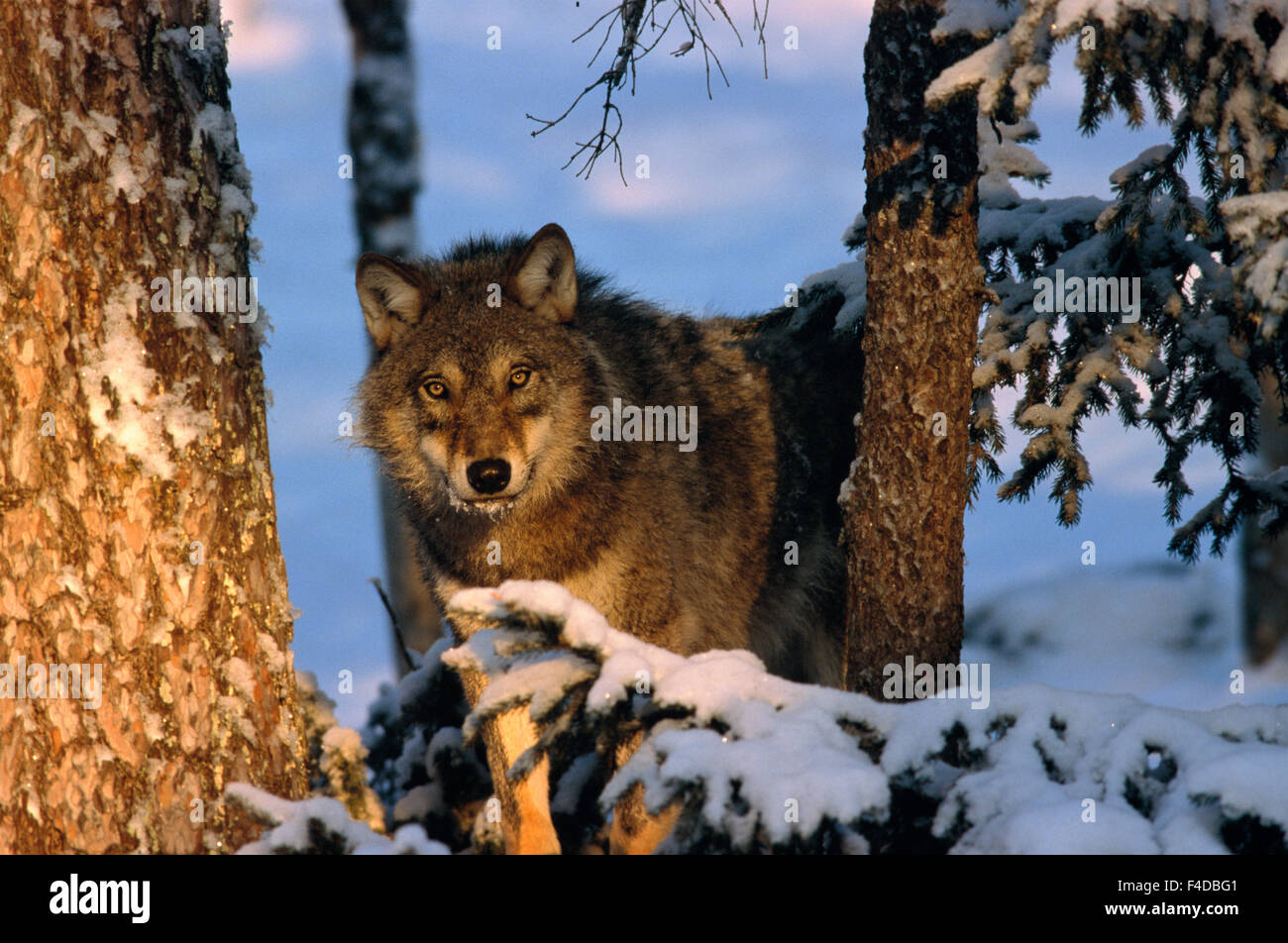 Sweden animals hi-res stock photography and images - Alamy