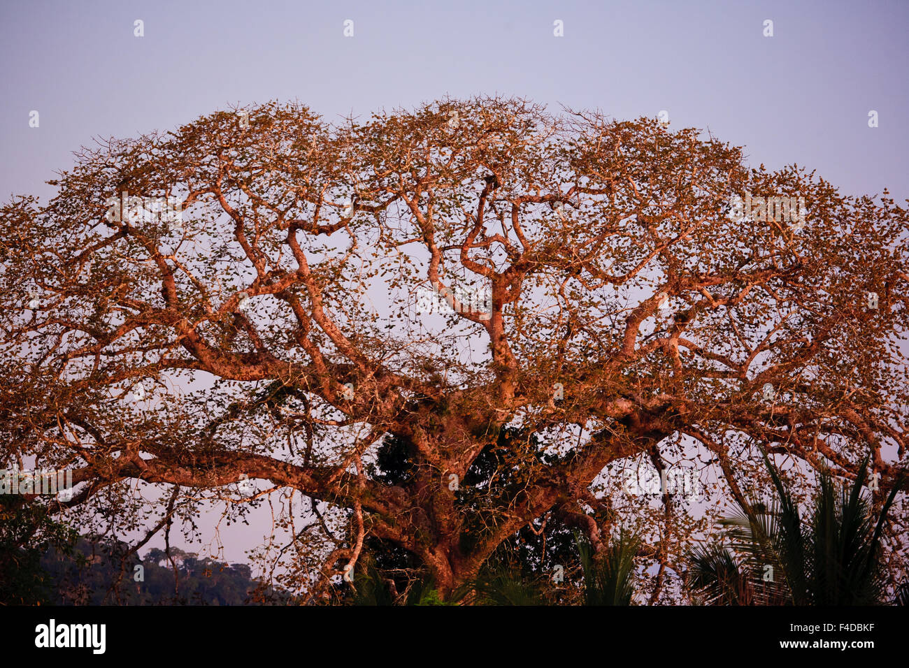 Cavanillesia platanifolia hi-res stock photography and images - Alamy