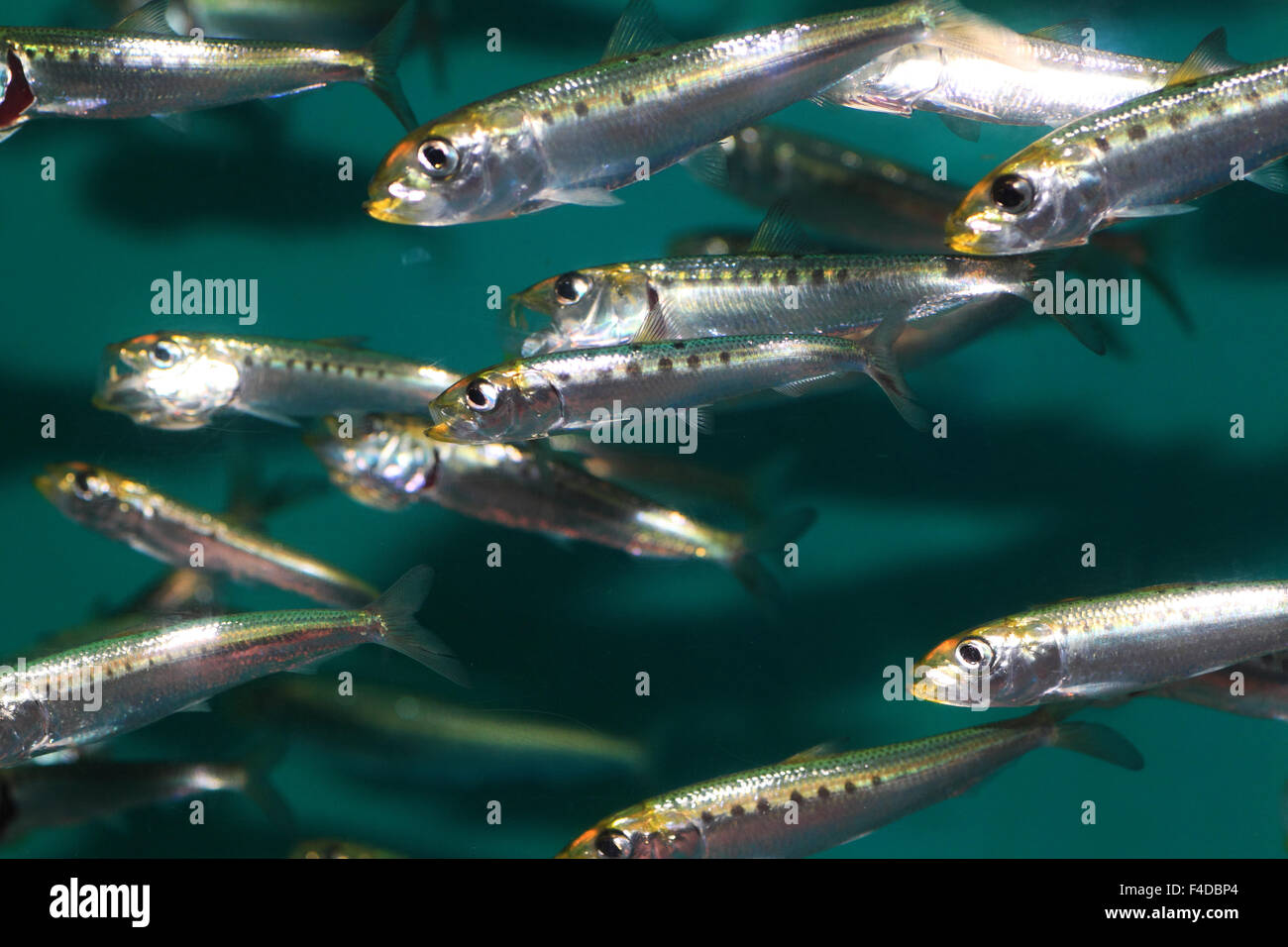 Japanese anchovy engraulis japonicus in hi-res stock photography and ...