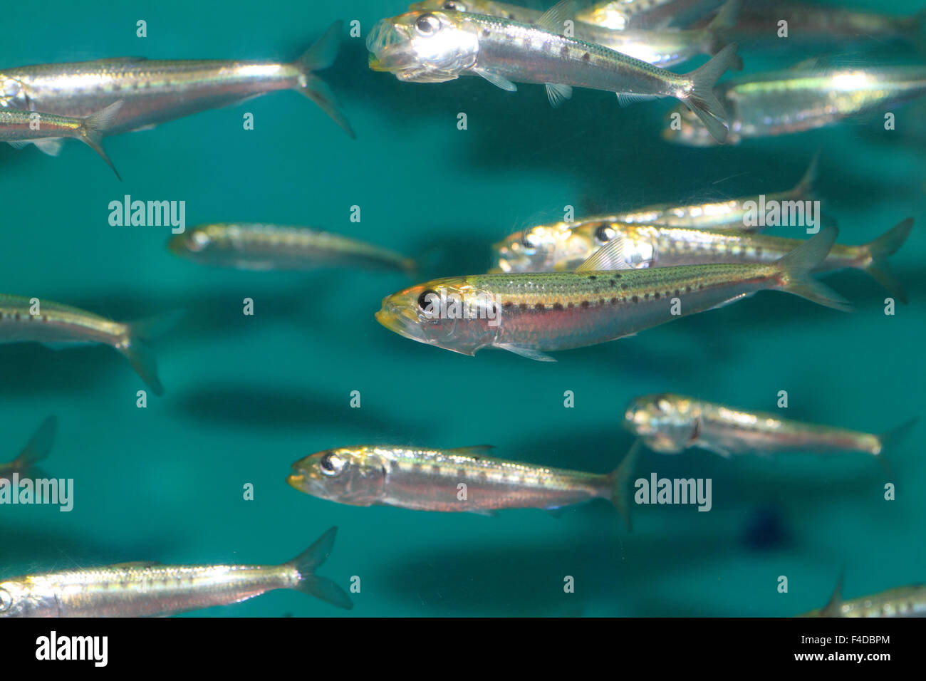 Japanese anchovy (Engraulis japonicus) in Japan Stock Photo - Alamy