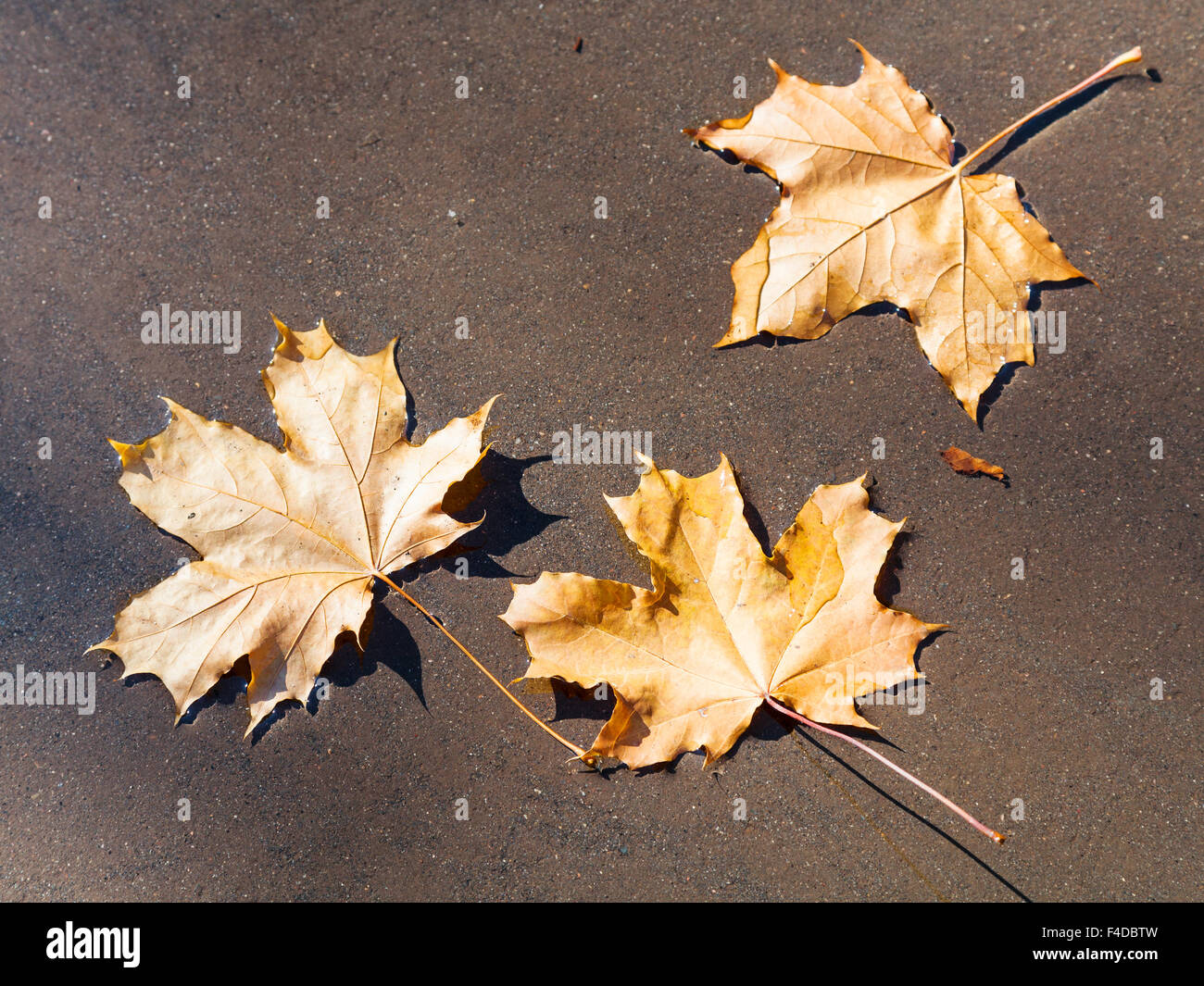 three fallen maple leaves float on surface of puddle in sunny autumn day Stock Photo - Alamy