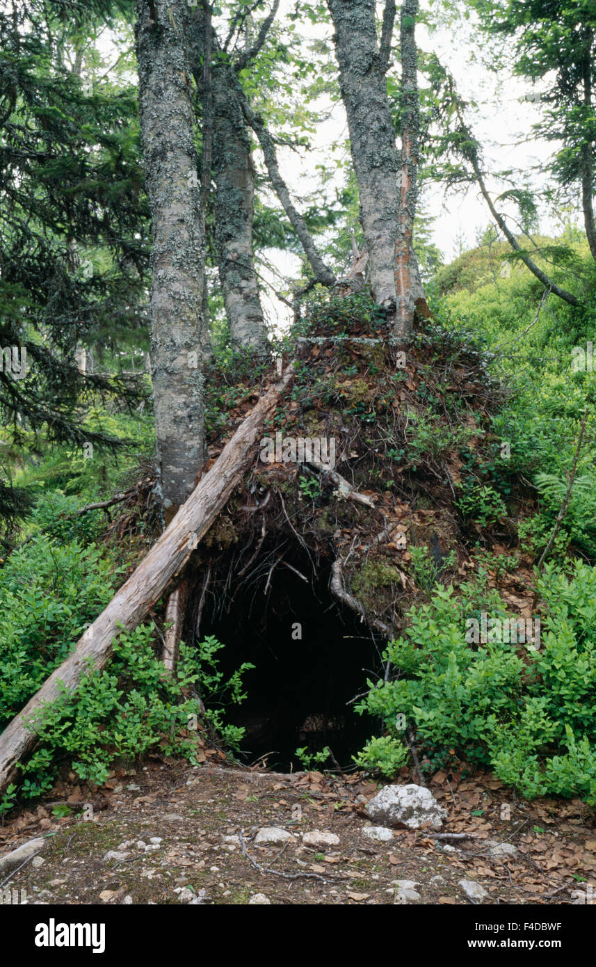 Uprooted forest hi-res stock photography and images - Alamy