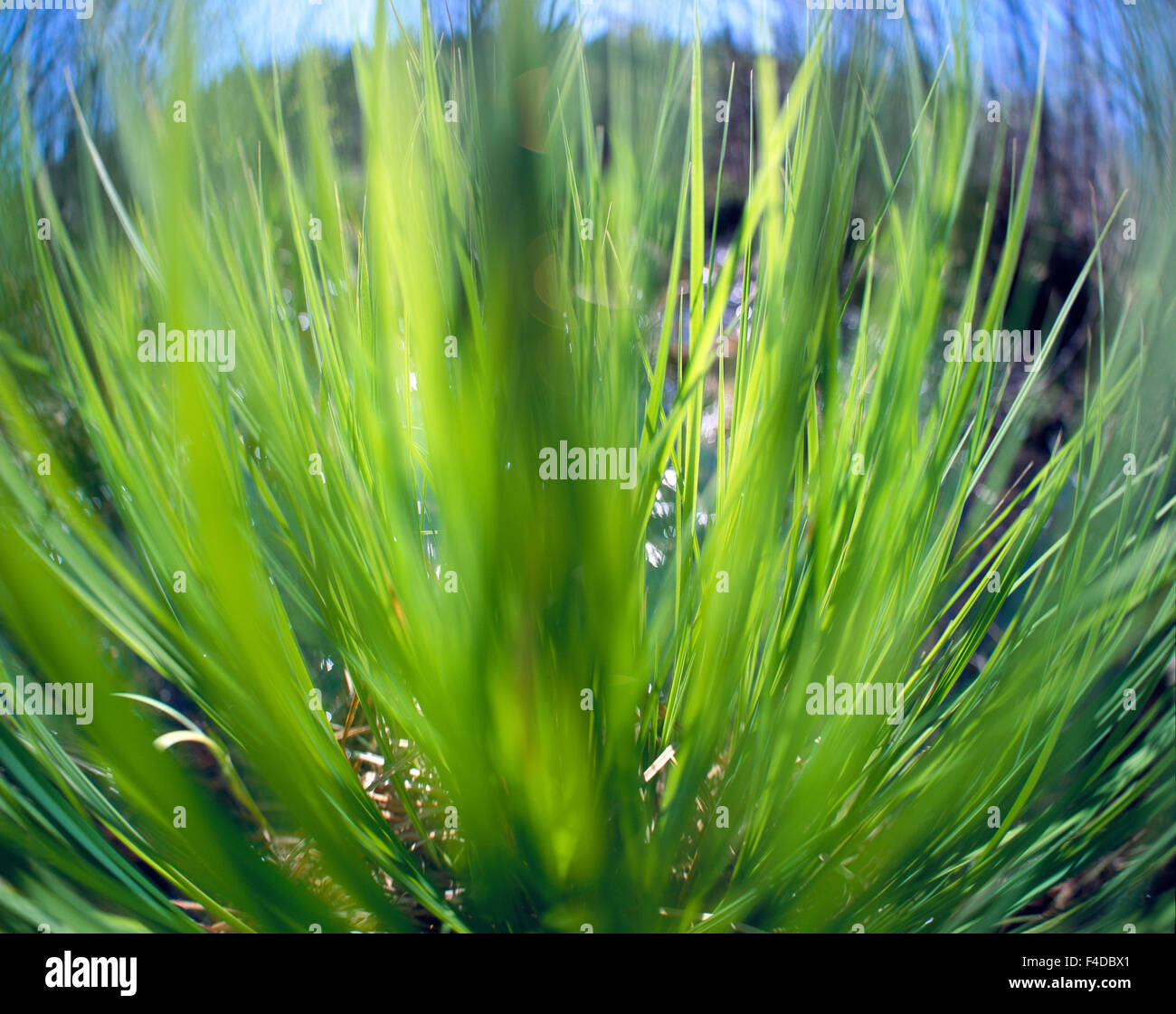 A tuft of grass Stock Photo - Alamy