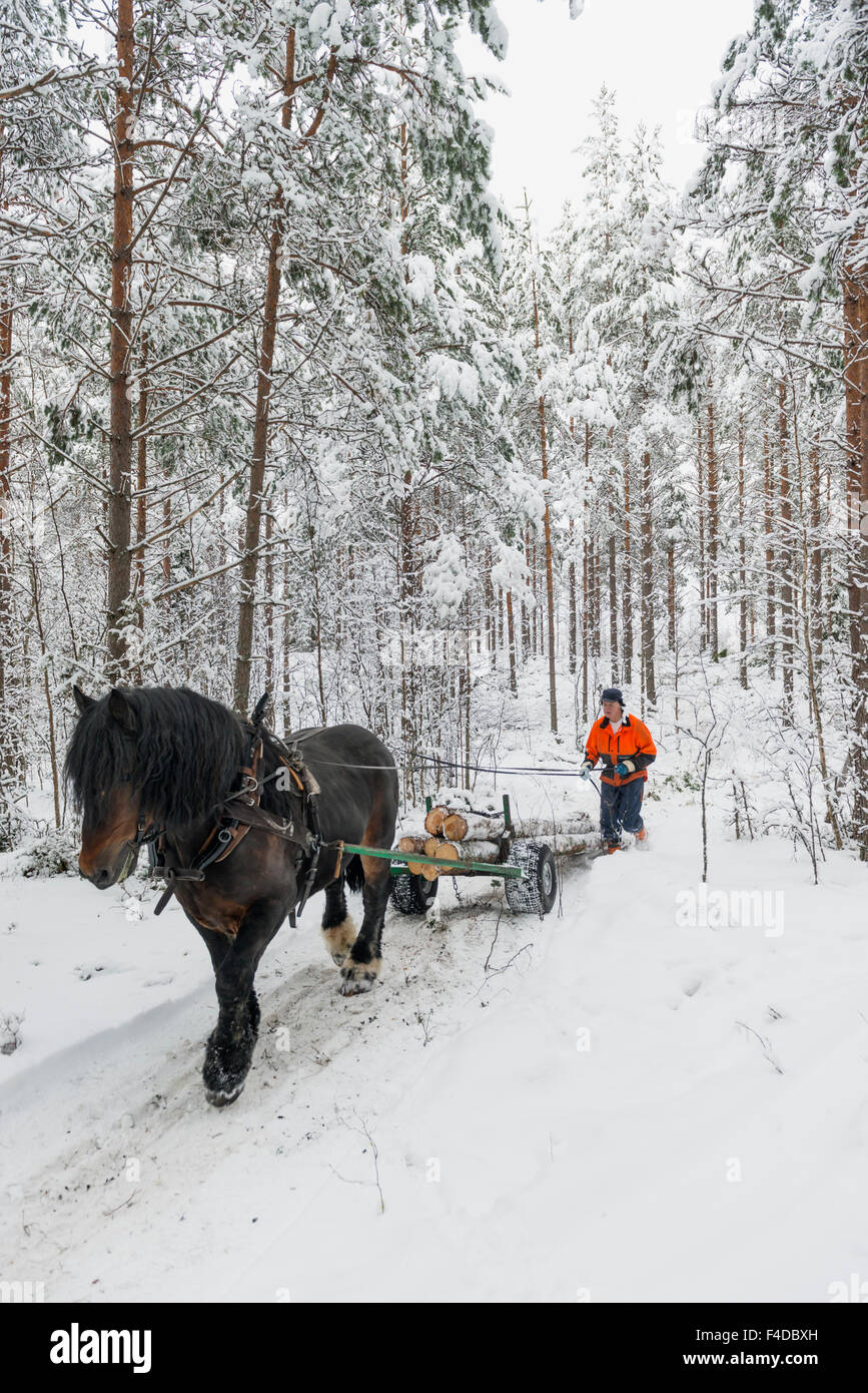 Horse logging hi-res stock photography and images - Alamy
