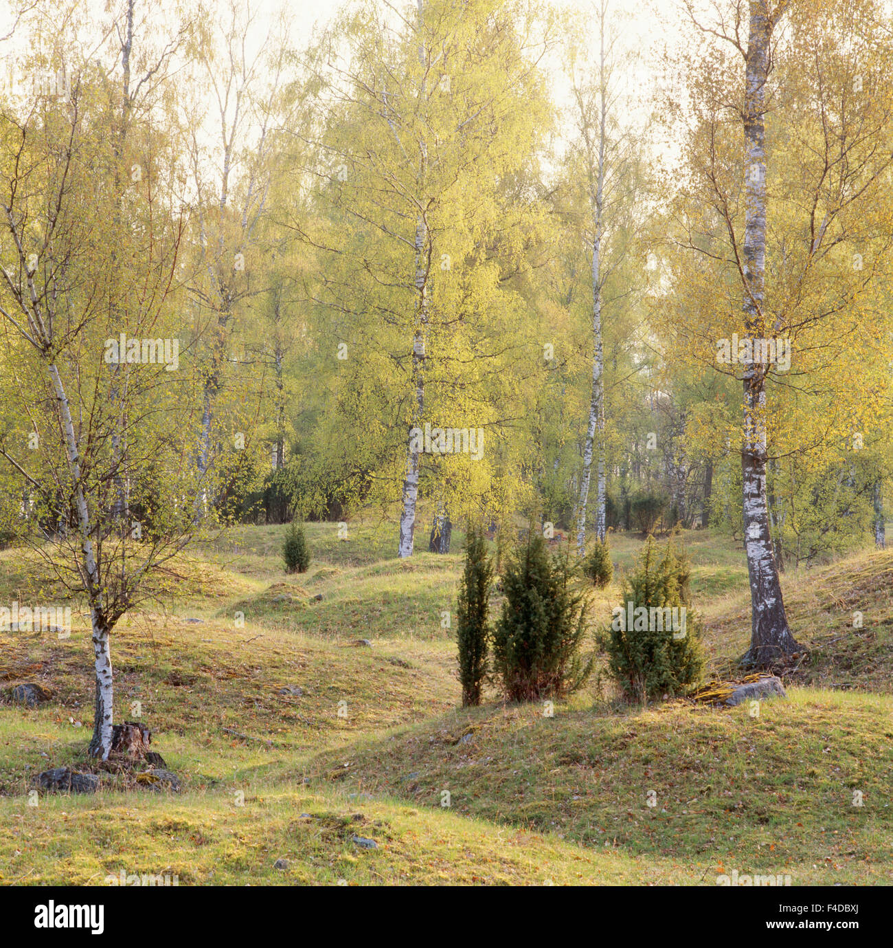 Tall trees growing in forest Stock Photo - Alamy