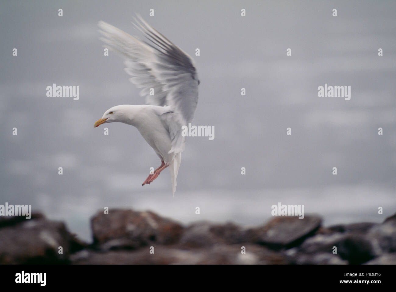 Bird in flight Stock Photo - Alamy