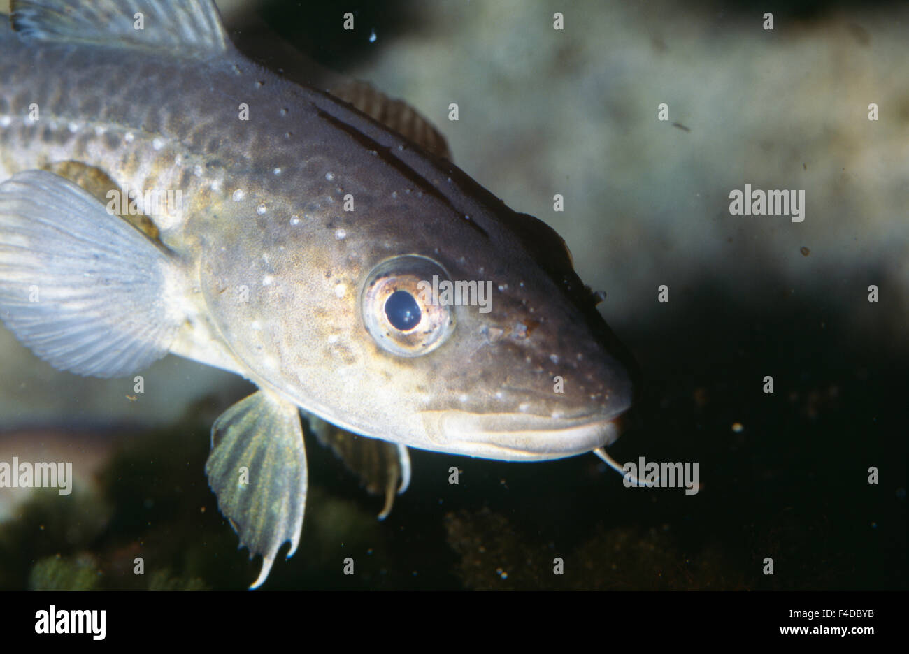 Fish under water, close-up Stock Photo - Alamy