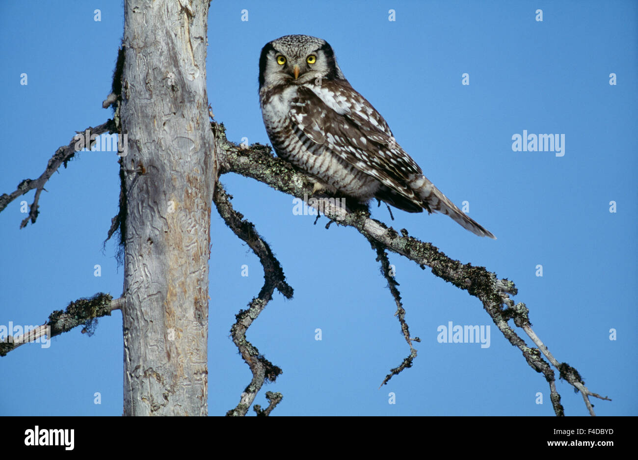 Owl perched on branch hi-res stock photography and images - Alamy