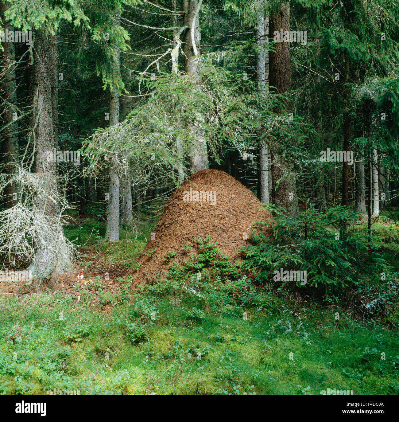Mound by tree in forest Stock Photo - Alamy