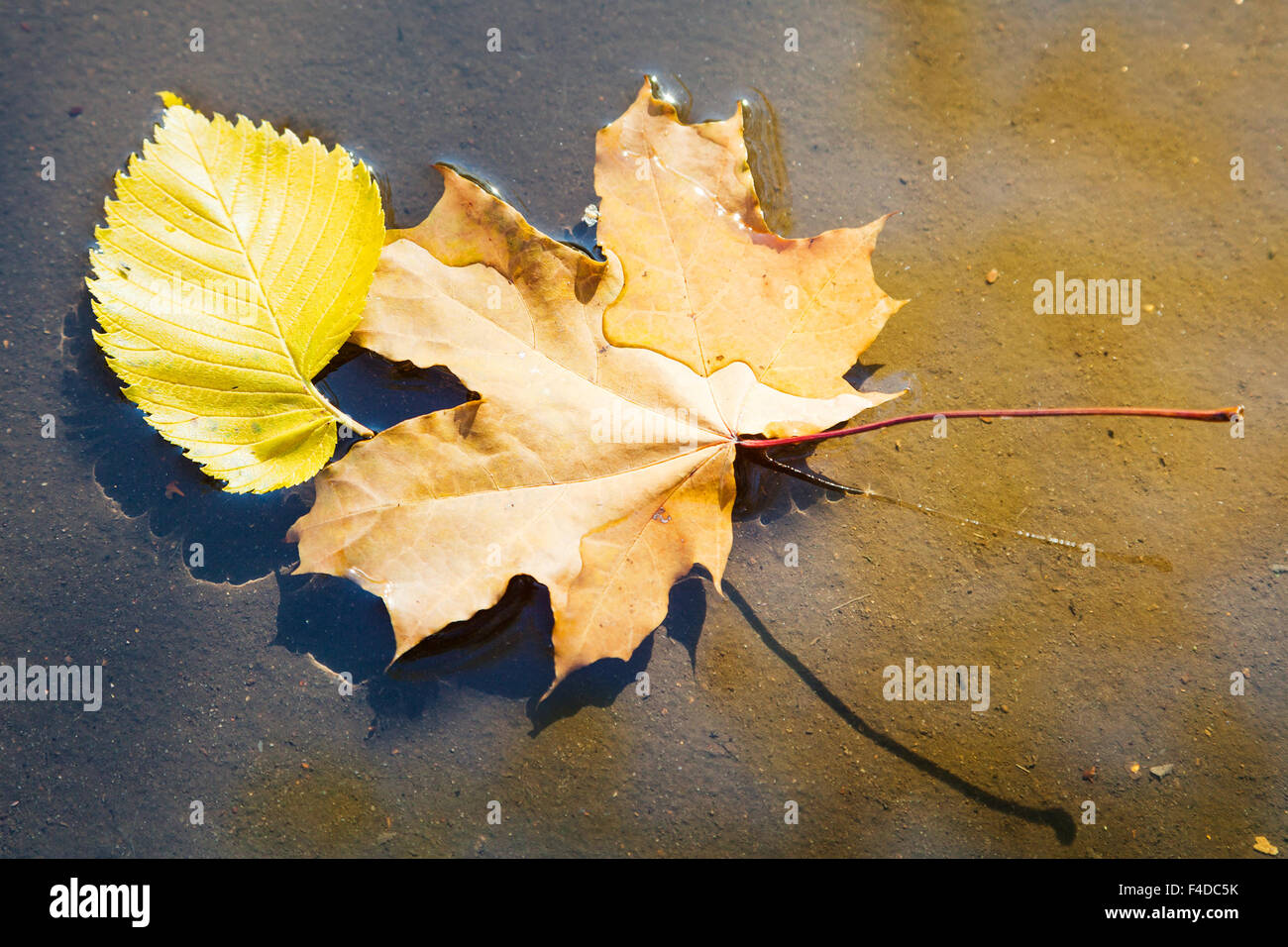 fallen birch and maple leaves float on surface of puddle in sunny autumn day Stock Photo - Alamy