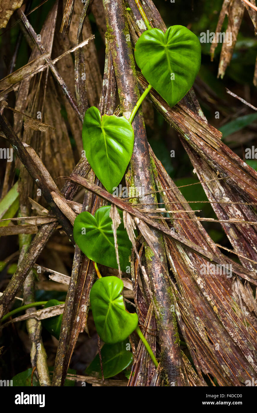 Heart shaped leaves in the rain forest at Burbayar nature reserve ...