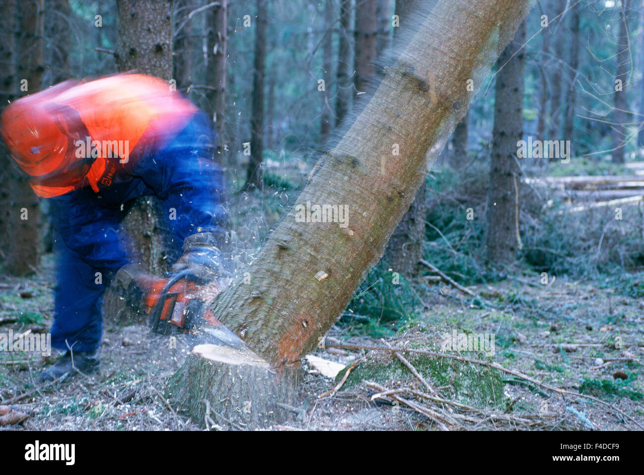 Man cutting down tree Stock Photo - Alamy