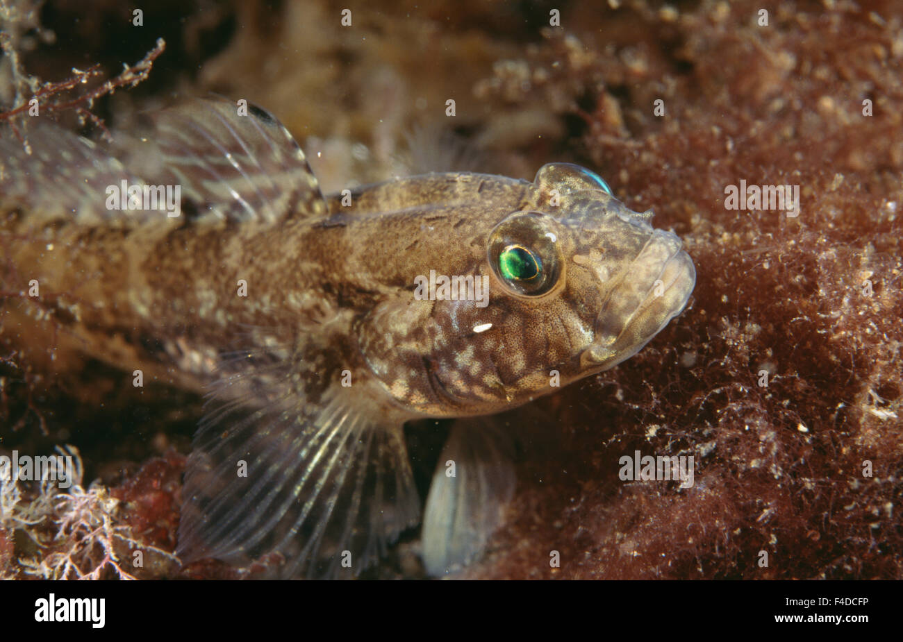 Goby in water Stock Photo - Alamy