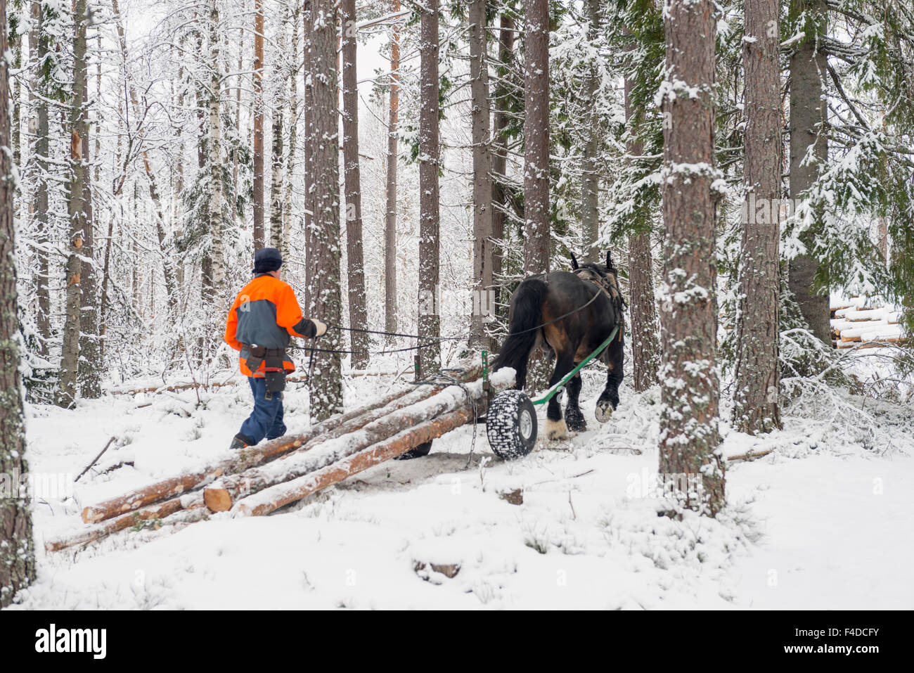 Ardennes logging hi-res stock photography and images - Alamy