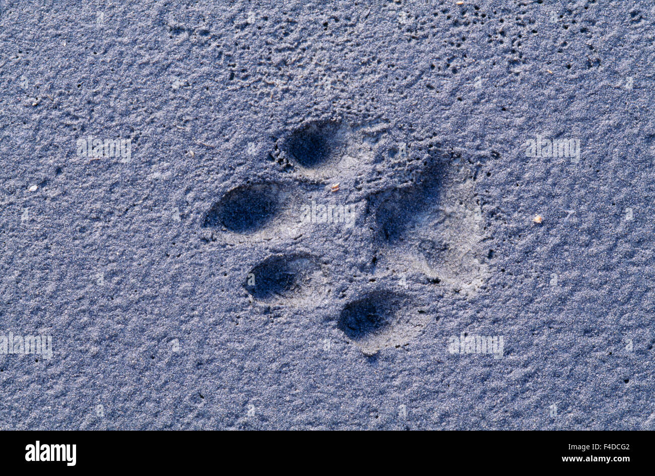 Lynx footprint on mud, close-up, elevated view Stock Photo - Alamy