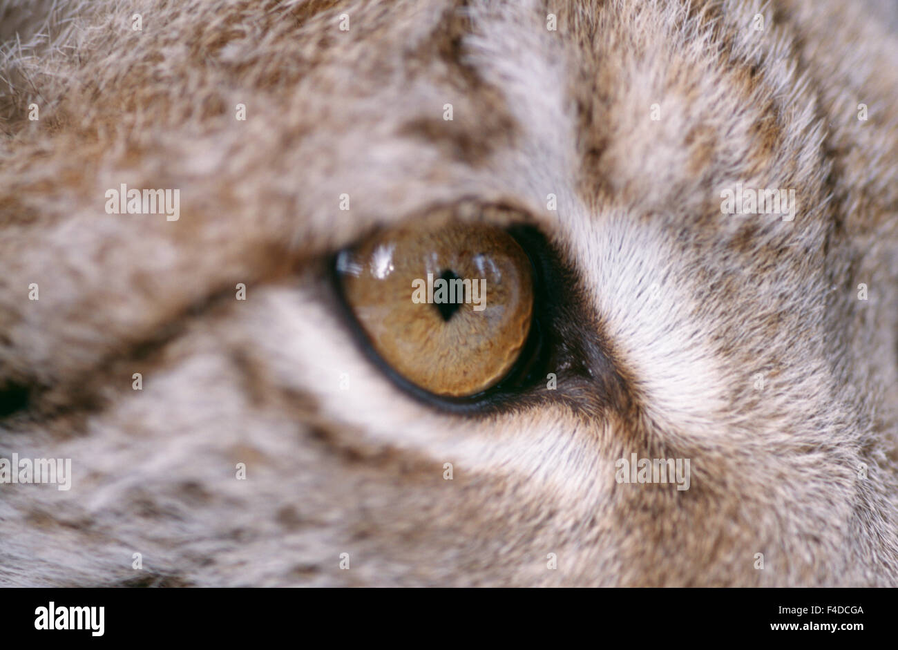 Eye of lynx, close-up Stock Photo - Alamy