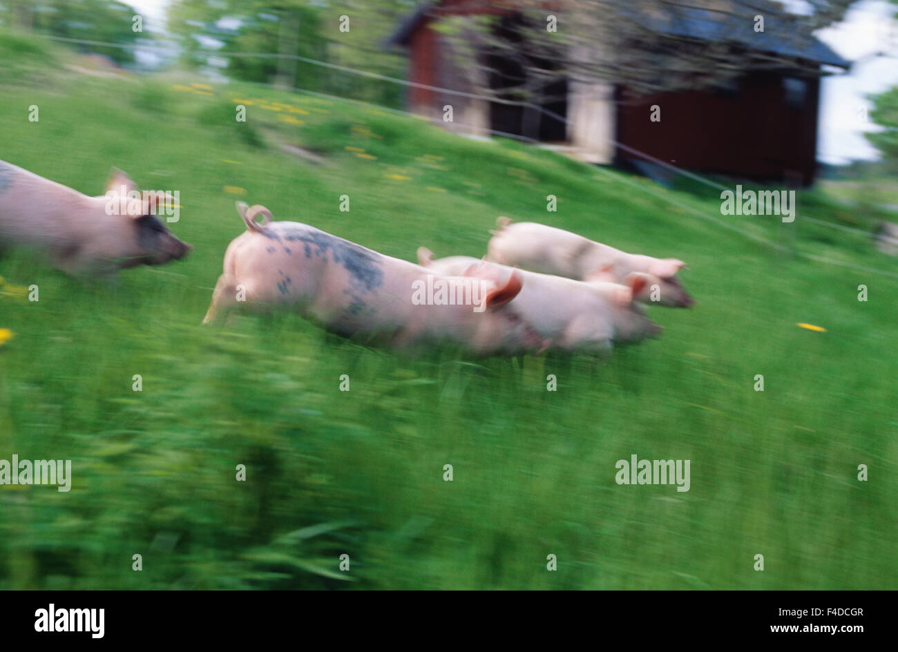 Pigs running through hi-res stock photography and images - Alamy