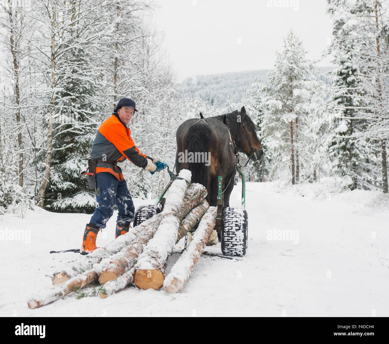 Horse logging hi-res stock photography and images - Alamy