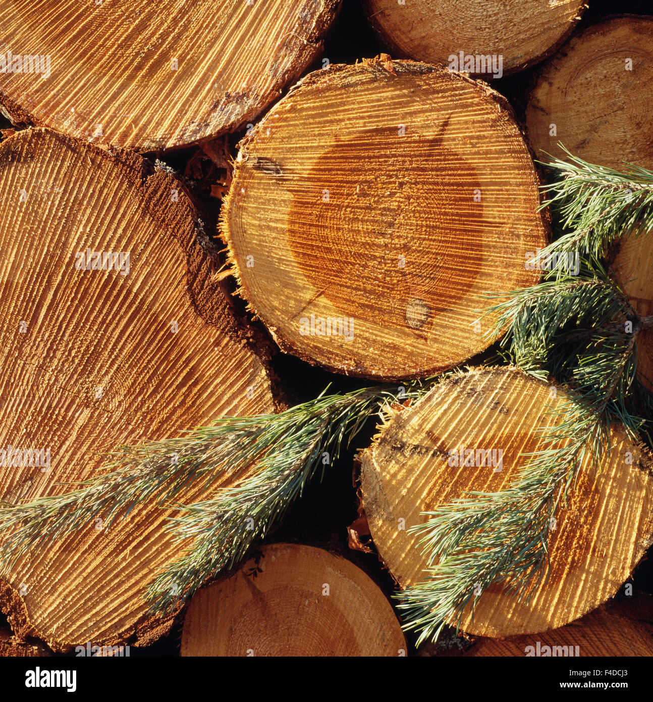 Hard wood logs hi-res stock photography and images - Alamy