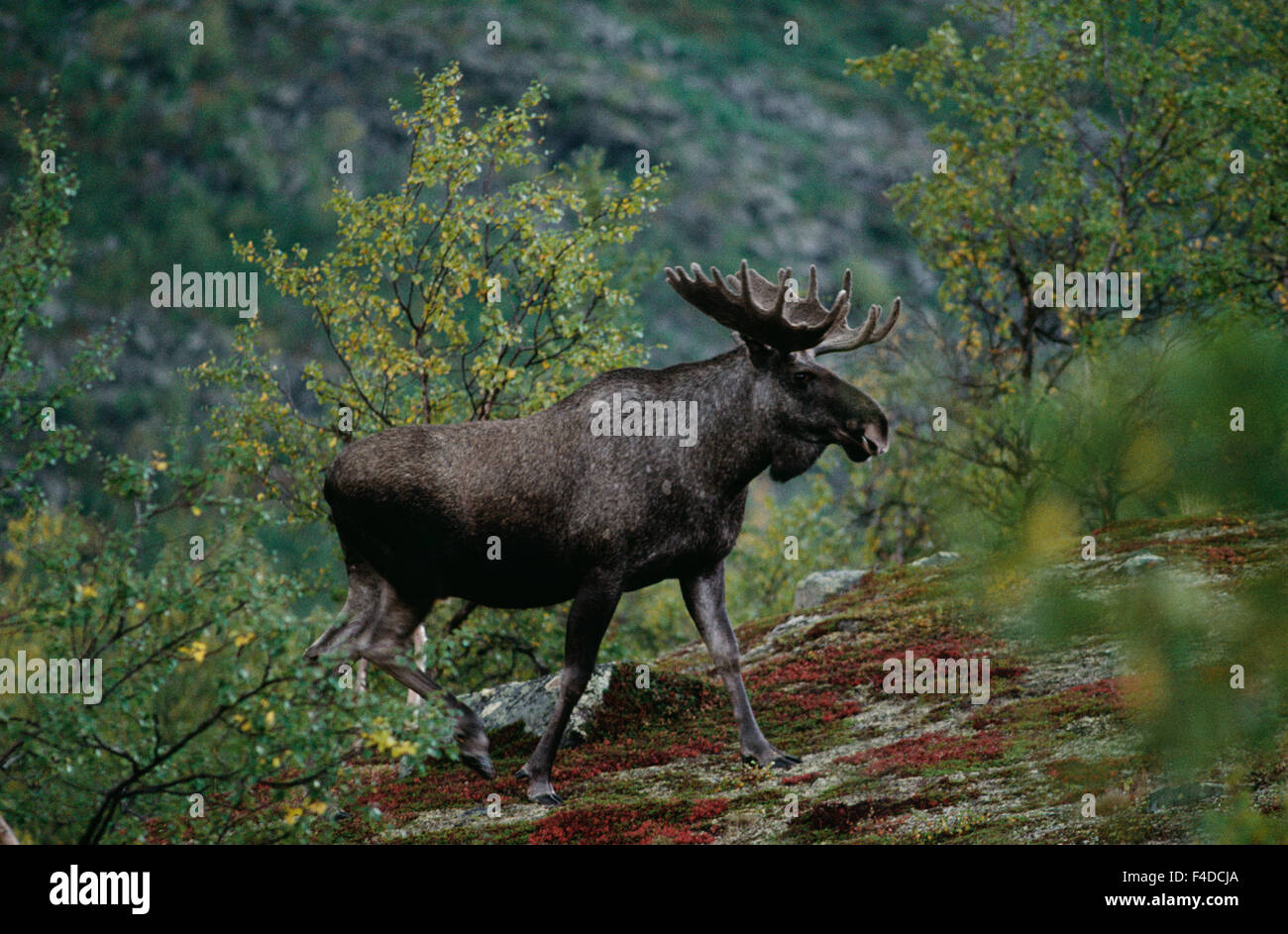 An elk walking in forest, side view Stock Photo - Alamy