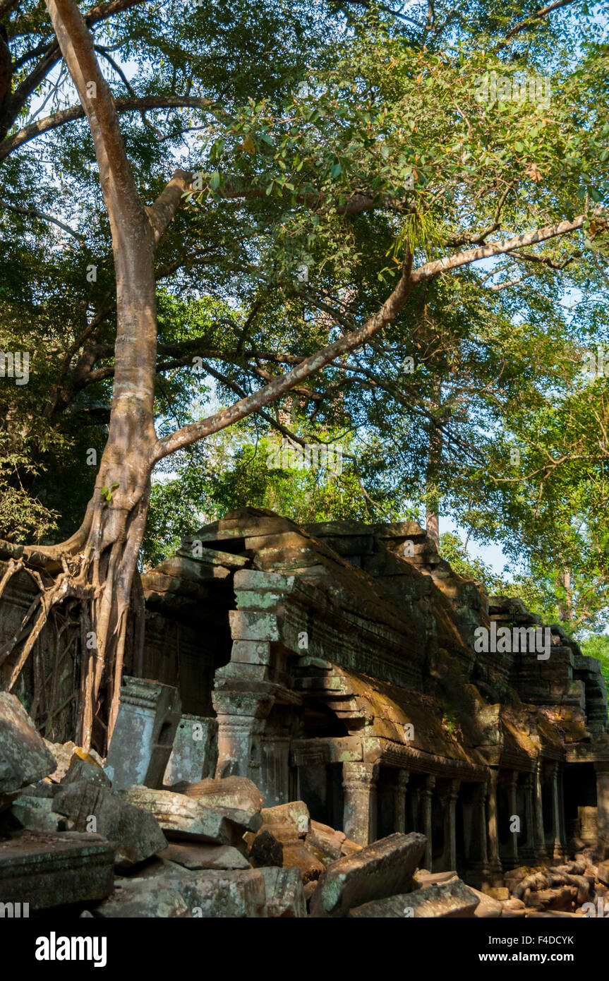 Tree on temple architecture at Angkor Wat Stock Photo - Alamy