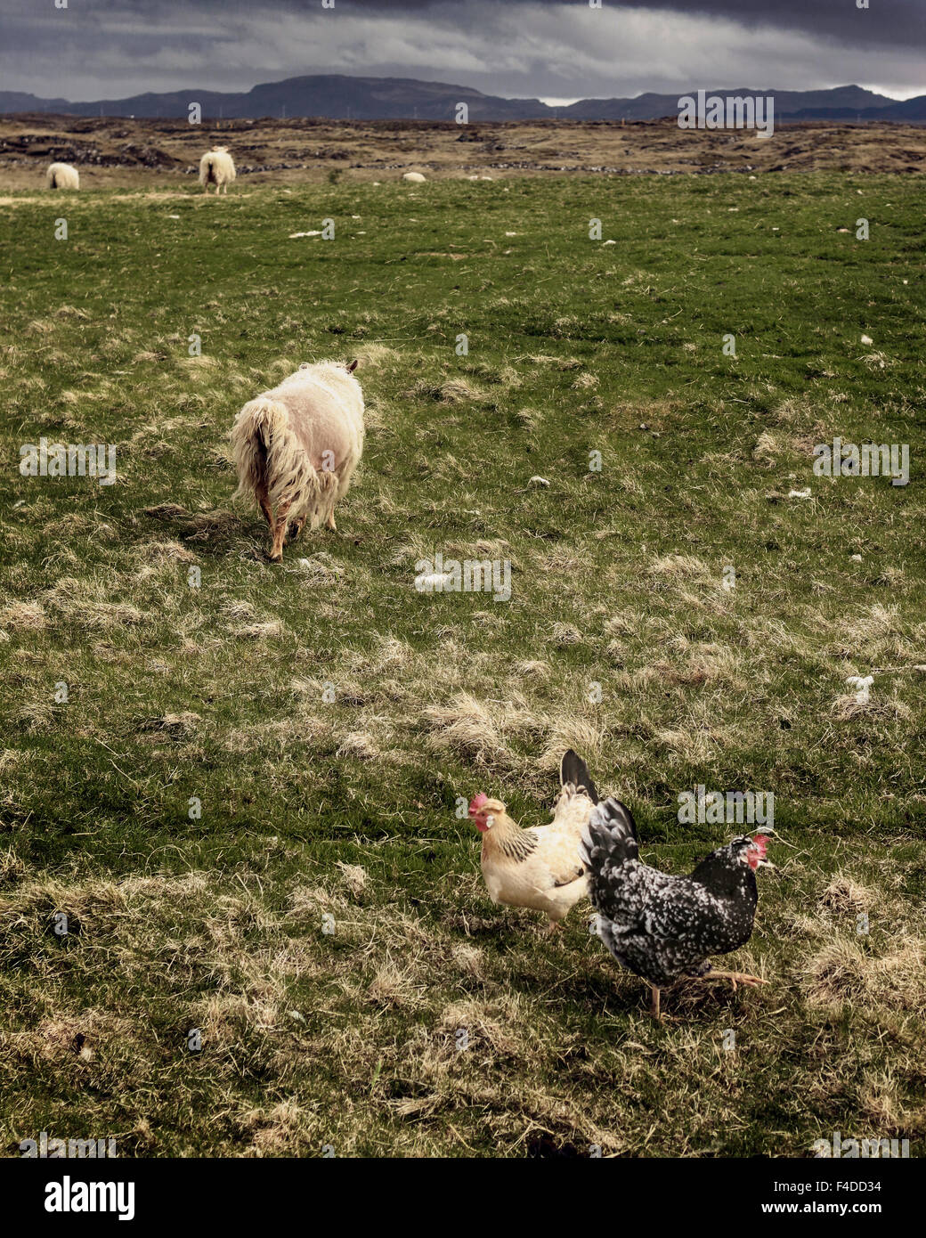 Hens cloud hi-res stock photography and images - Alamy