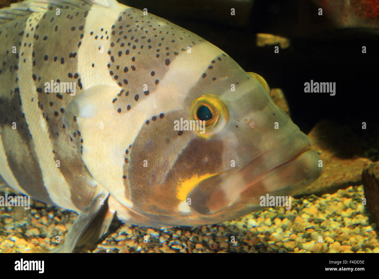 Malabar grouper (Epinephelus malabaricus) in Japan Stock Photo - Alamy