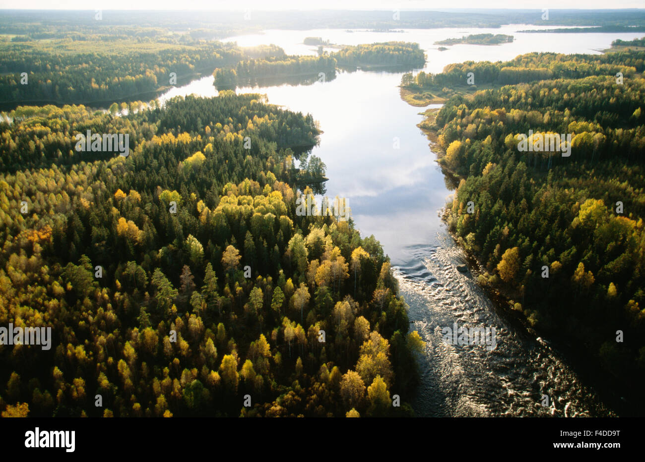 River through forest Stock Photo - Alamy
