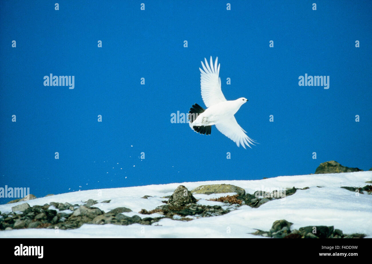 Flying grouse hi-res stock photography and images - Alamy