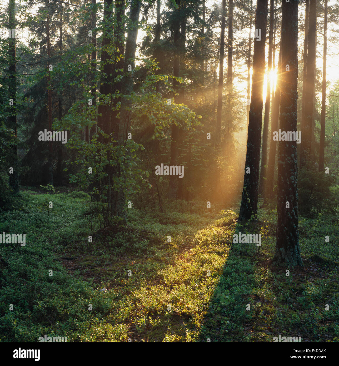 Sunset in forest Stock Photo - Alamy