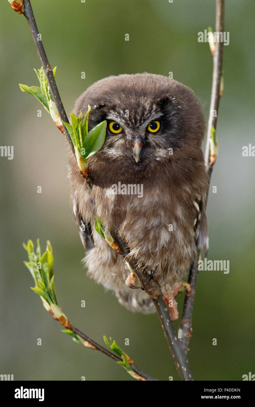 Owl sitting on plant, close-up Stock Photo - Alamy