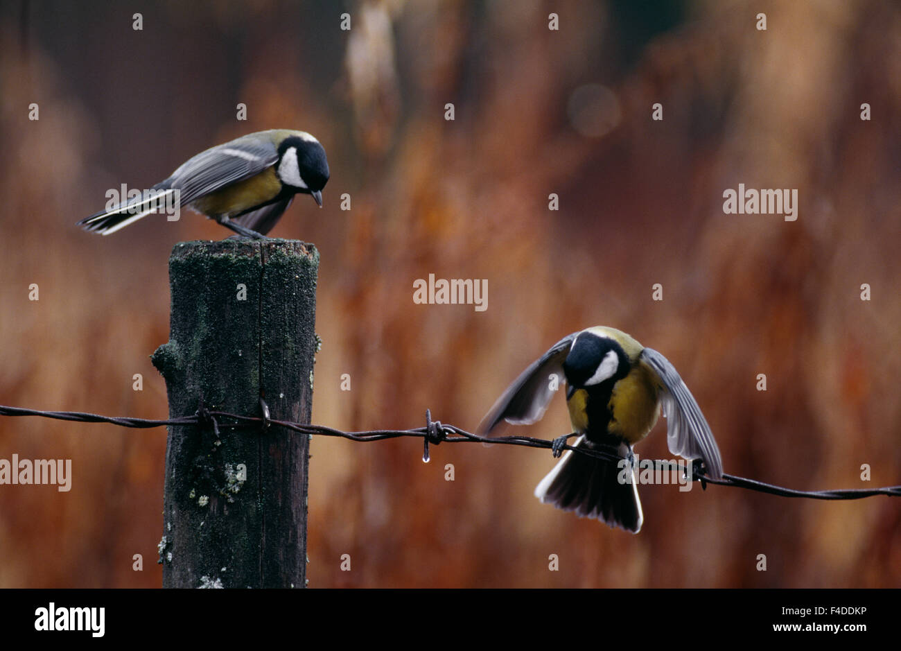 Birds on fence hi-res stock photography and images - Alamy