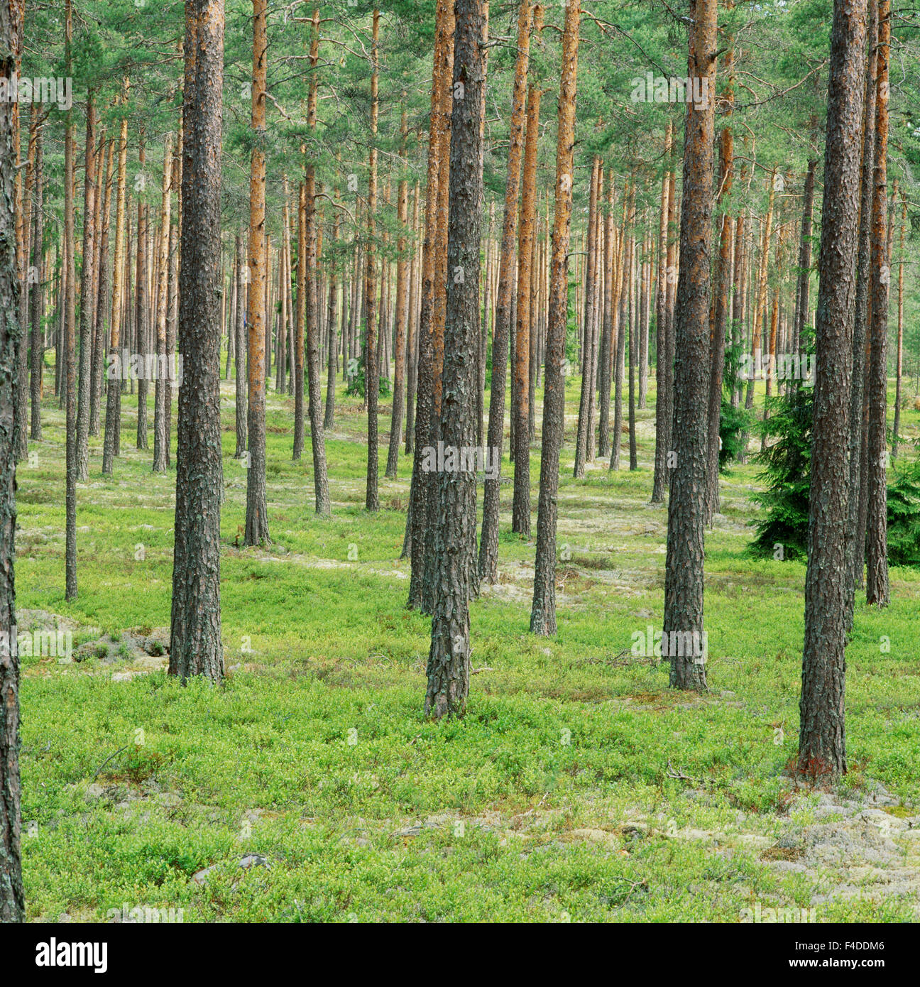 Trees in forest Stock Photo - Alamy
