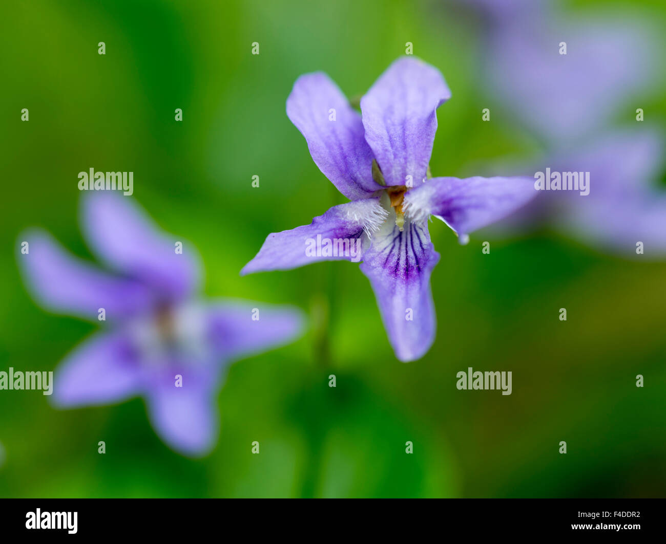 Viola odorata (aka wood violet, sweet violet, English violet, common ...