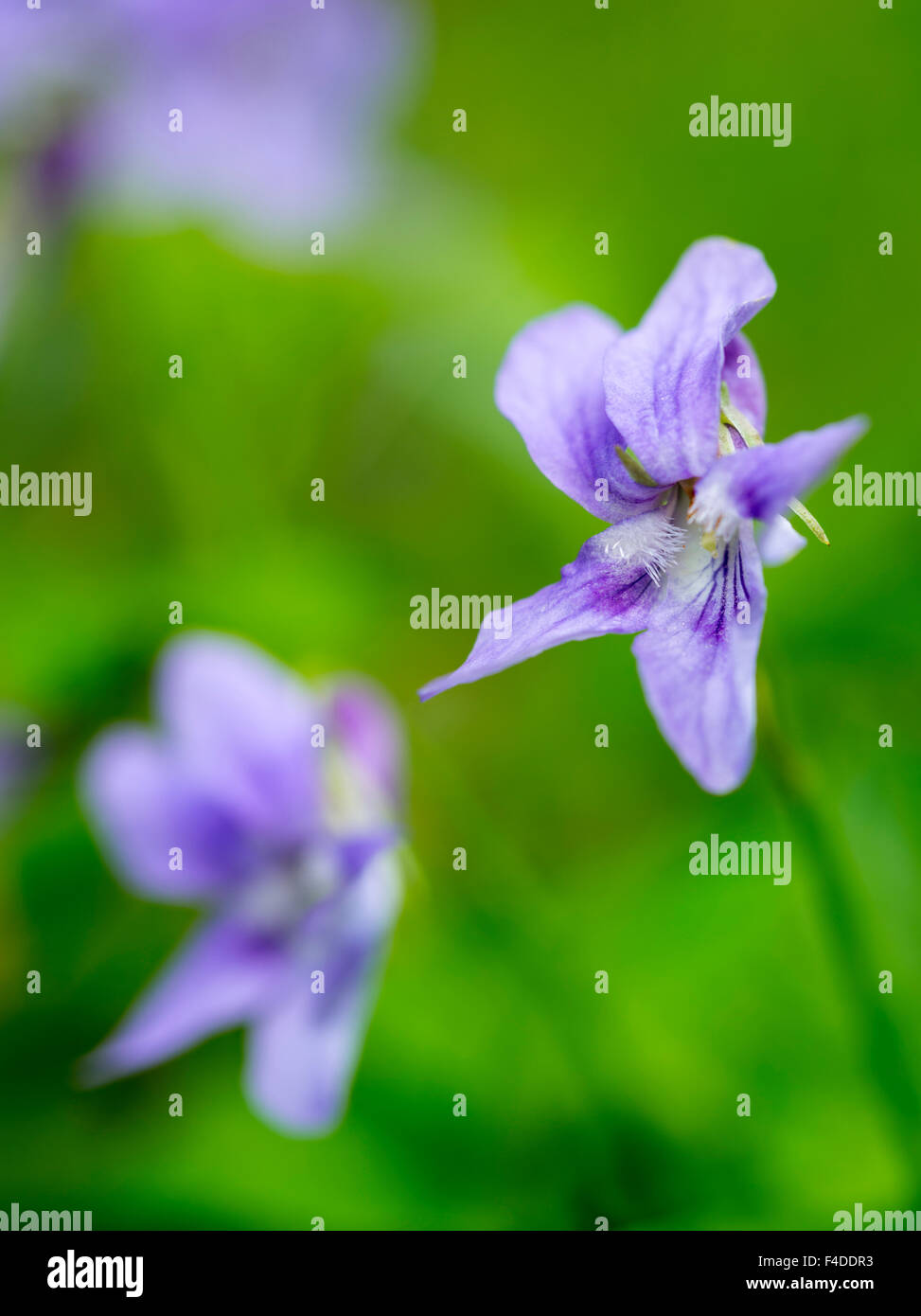 Viola odorata (aka wood violet, sweet violet, English violet, common ...