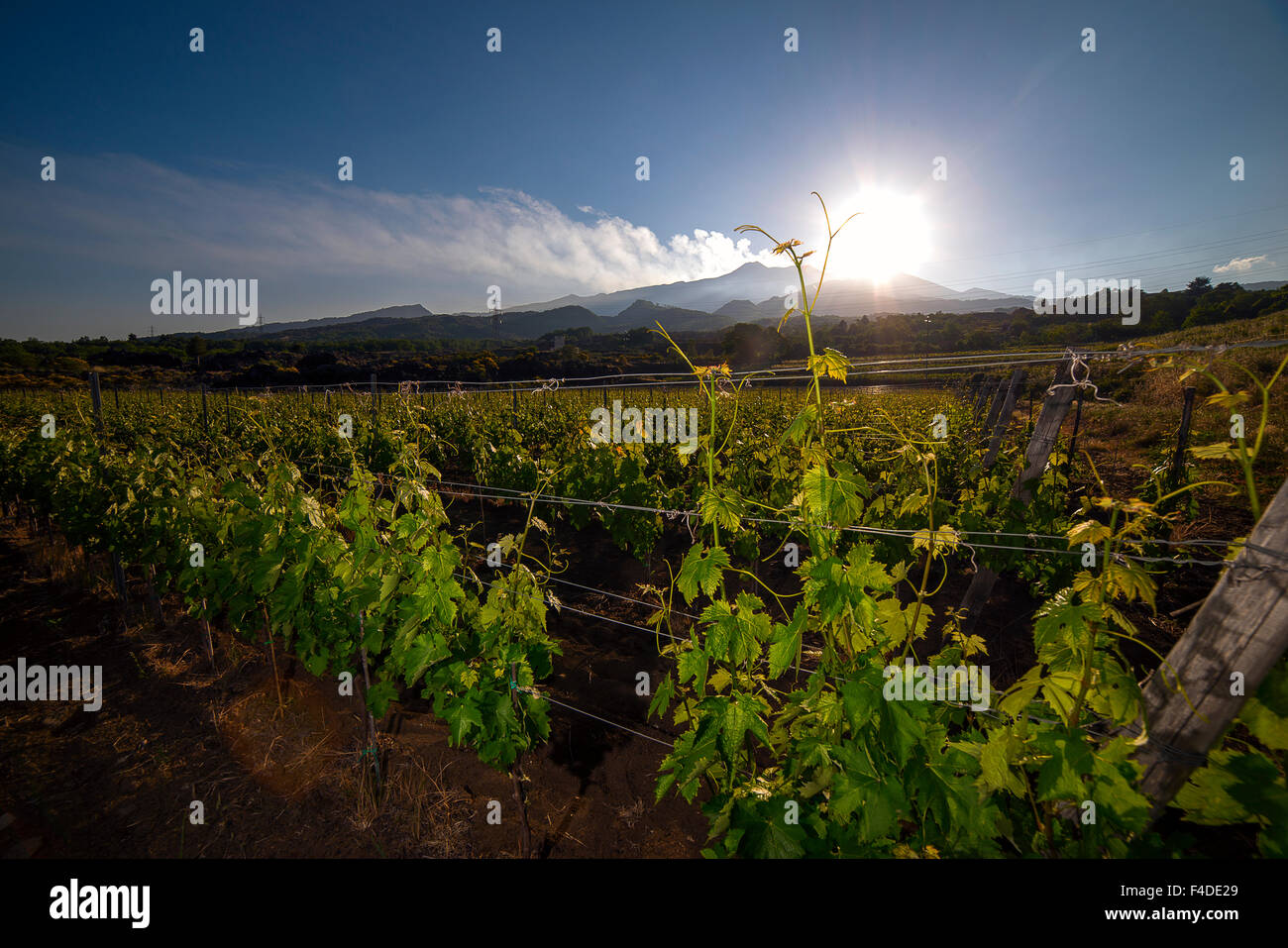 vineyard estate in Sicily in territory of Etna Stock Photo - Alamy