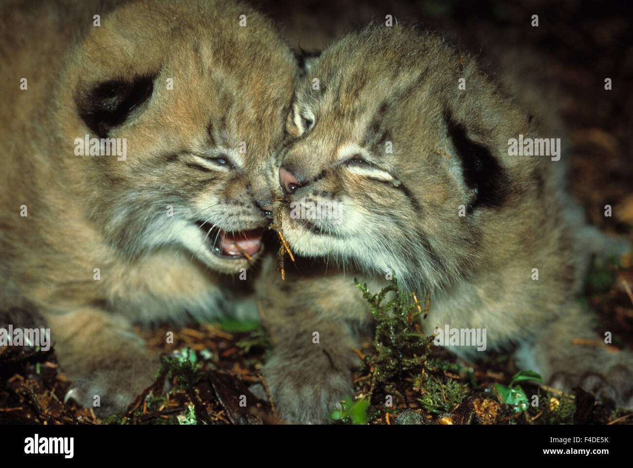 Lynx two hi-res stock photography and images - Alamy