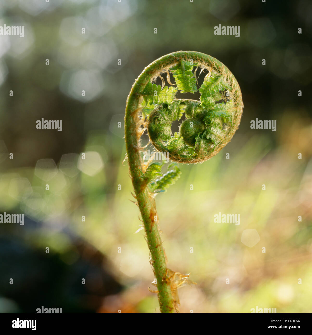 Fern curl hi-res stock photography and images - Alamy