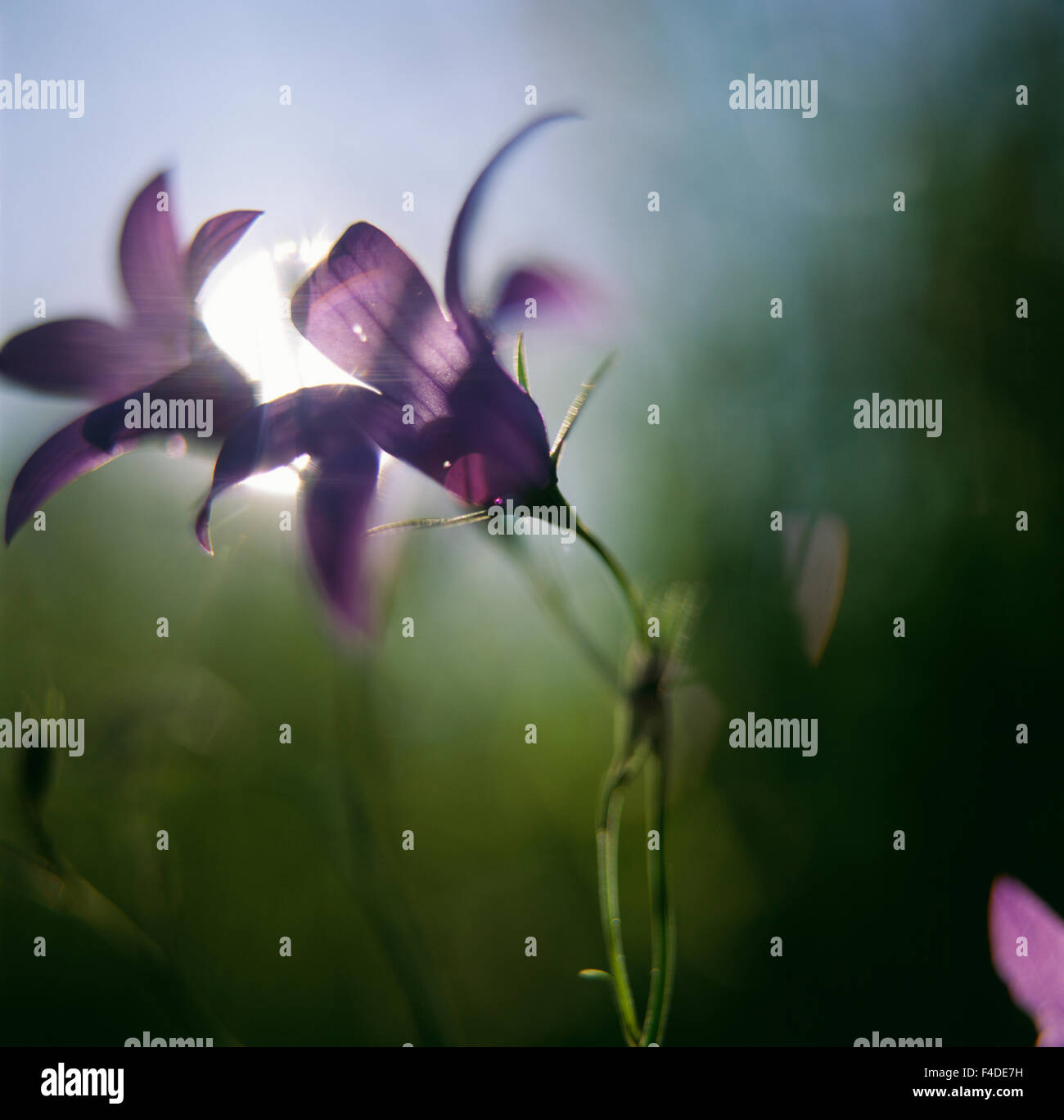 Sun on purple flowers hi-res stock photography and images - Alamy