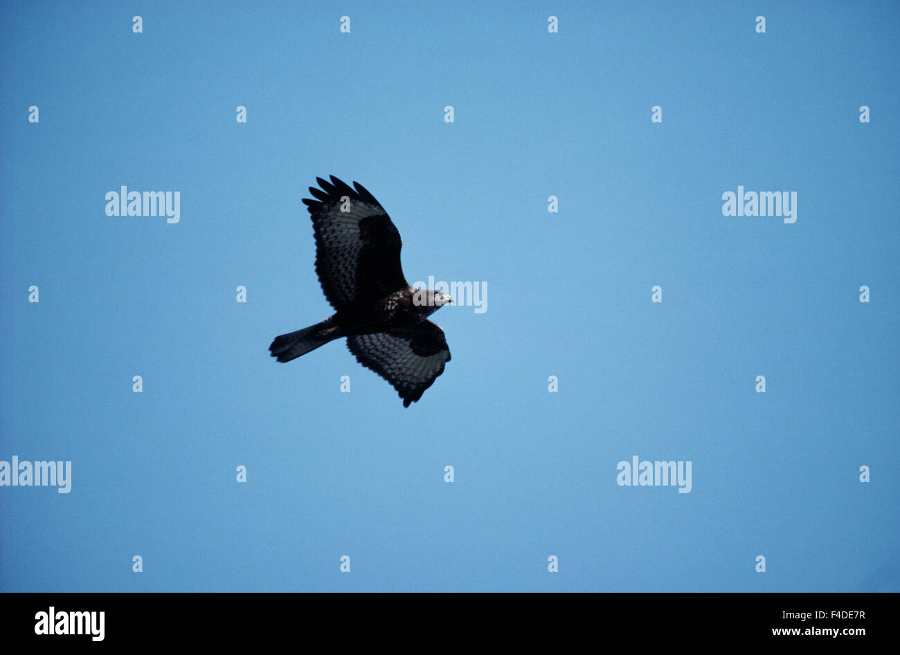Flying hawk in sky hi-res stock photography and images - Alamy