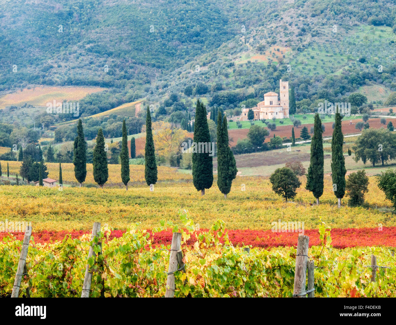 Europe, Italy, Tuscany. Vineyard and olive trees with the Abbey of Sant ...