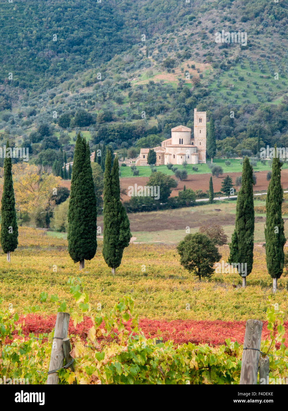 Europe, Italy, Tuscany. Vineyard and olive trees with the Abbey of Sant ...