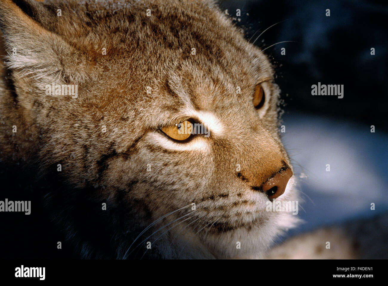 A lynx, close-up Stock Photo - Alamy