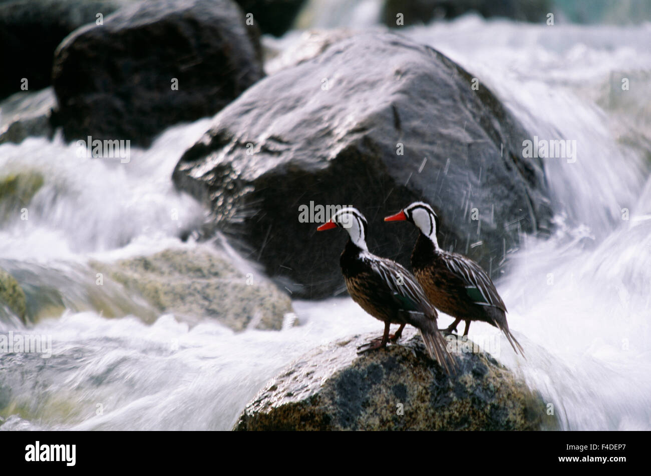 Torrent Ducks High Resolution Stock Photography and Images - Alamy