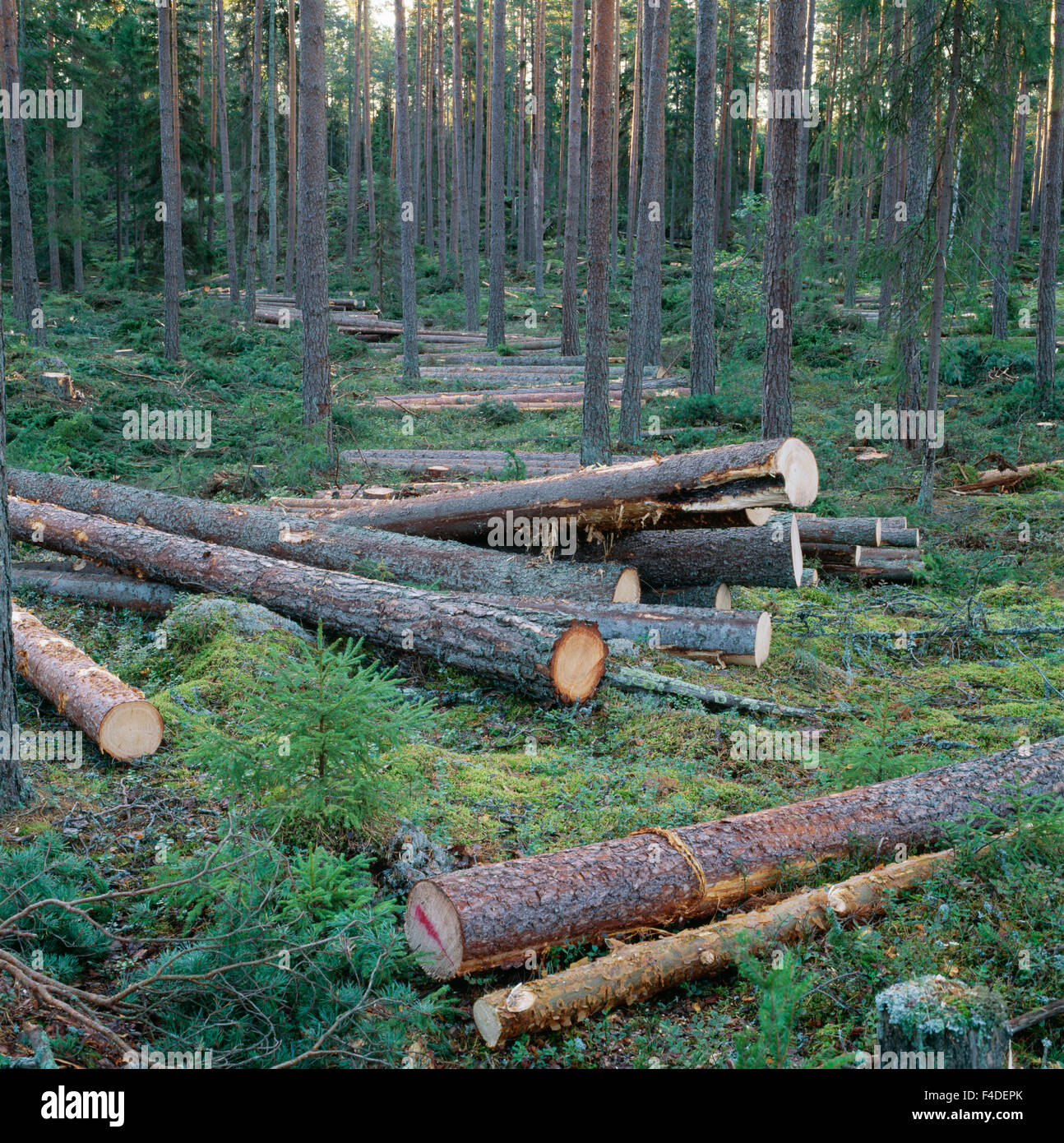 Logs in forest Stock Photo - Alamy