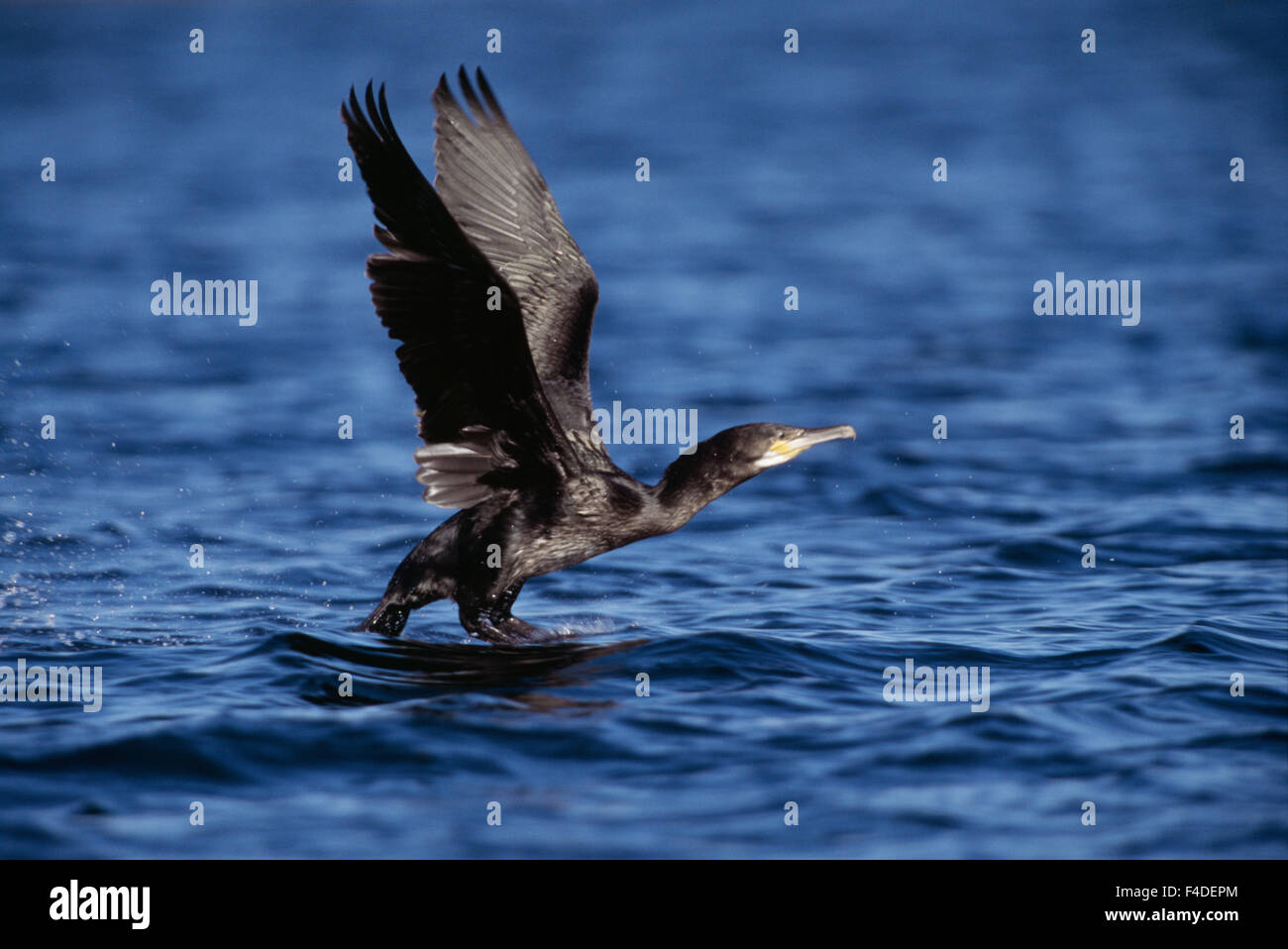 Bird flying over water Stock Photo - Alamy