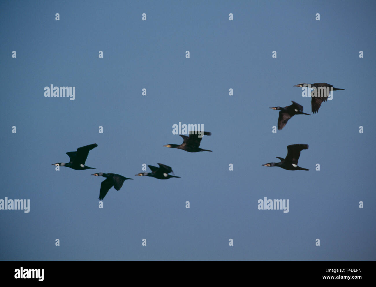 Flock of birds flying in clear sky Stock Photo - Alamy