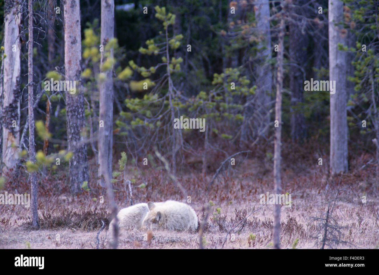 Wild anIMAl in forest Stock Photo - Alamy