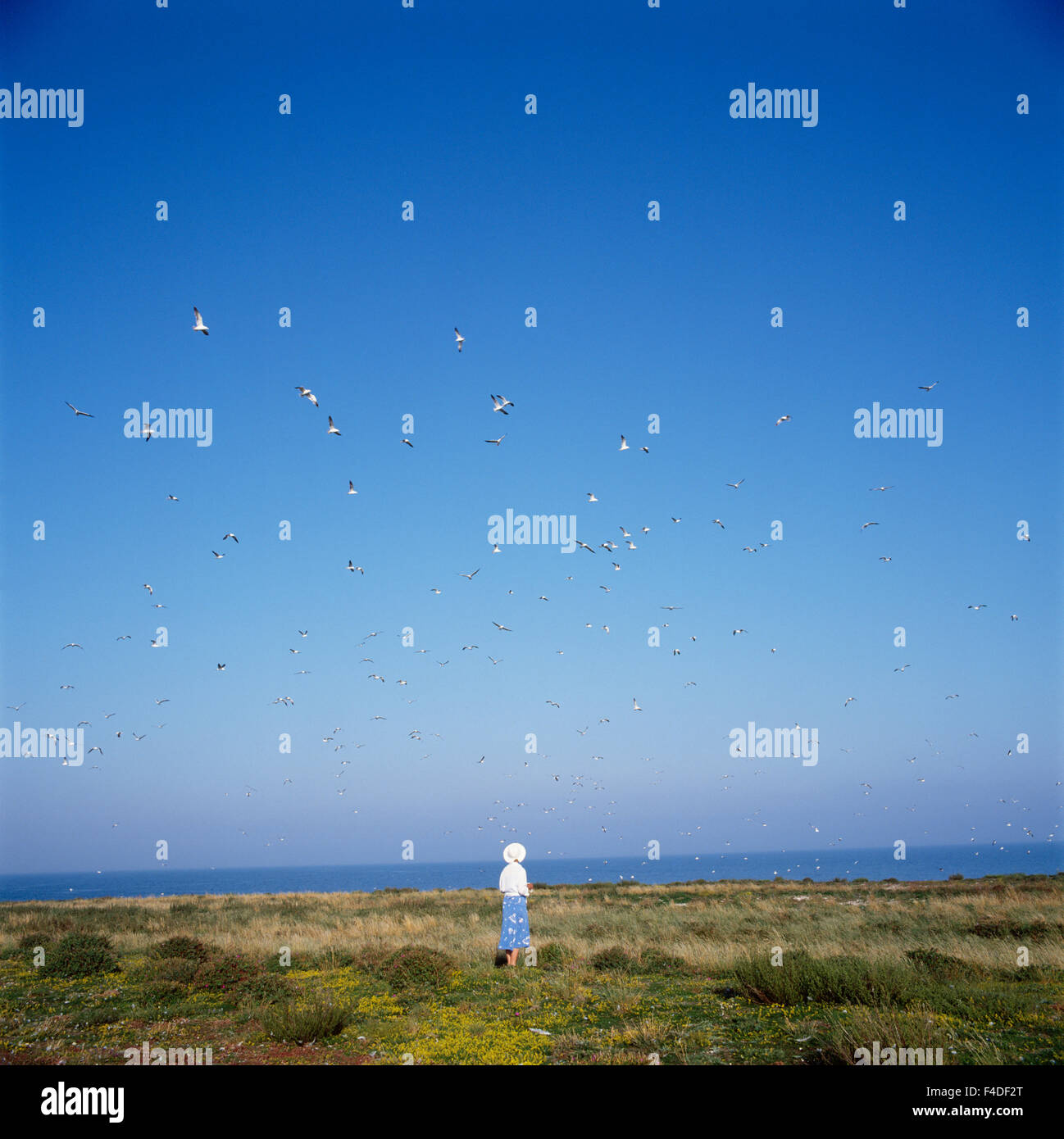 Woman watching birds Stock Photo - Alamy